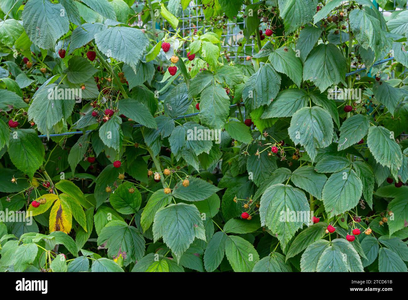 Raspberry branch in the garden. Production Focus Stock Photo - Alamy