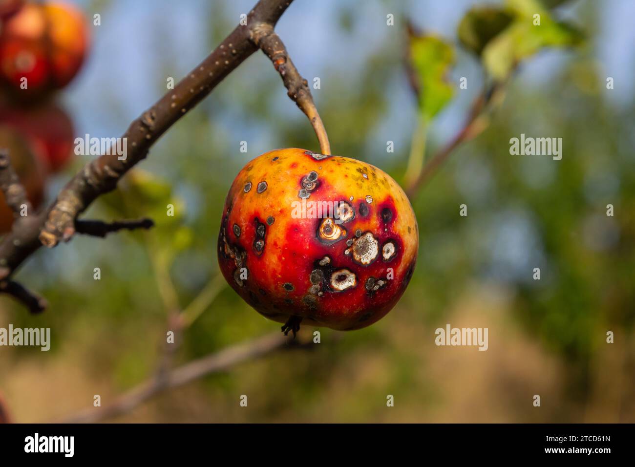 Apple tree disease hi-res stock photography and images - Alamy