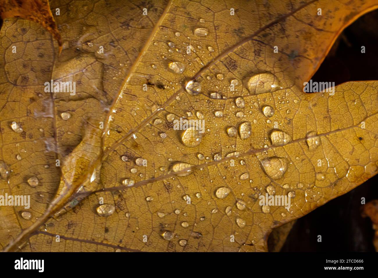 Fallen oak leaves with dew. Autumn oak leaves.water drops on fall oak ...
