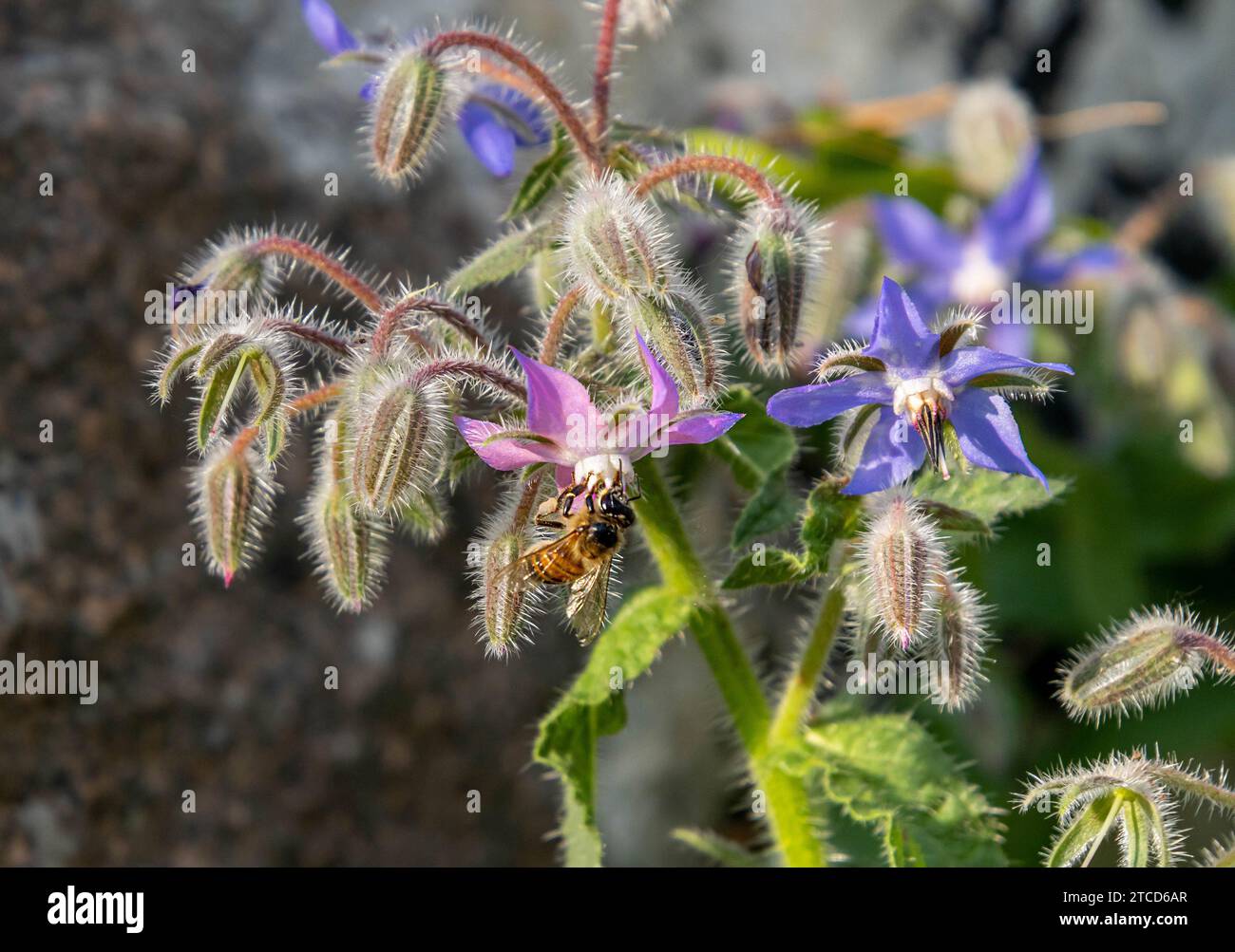 Macro of a honey bee on a borage borago officinalis blossom with ...