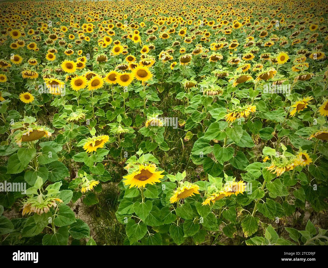Direction facing sun hi-res stock photography and images - Alamy