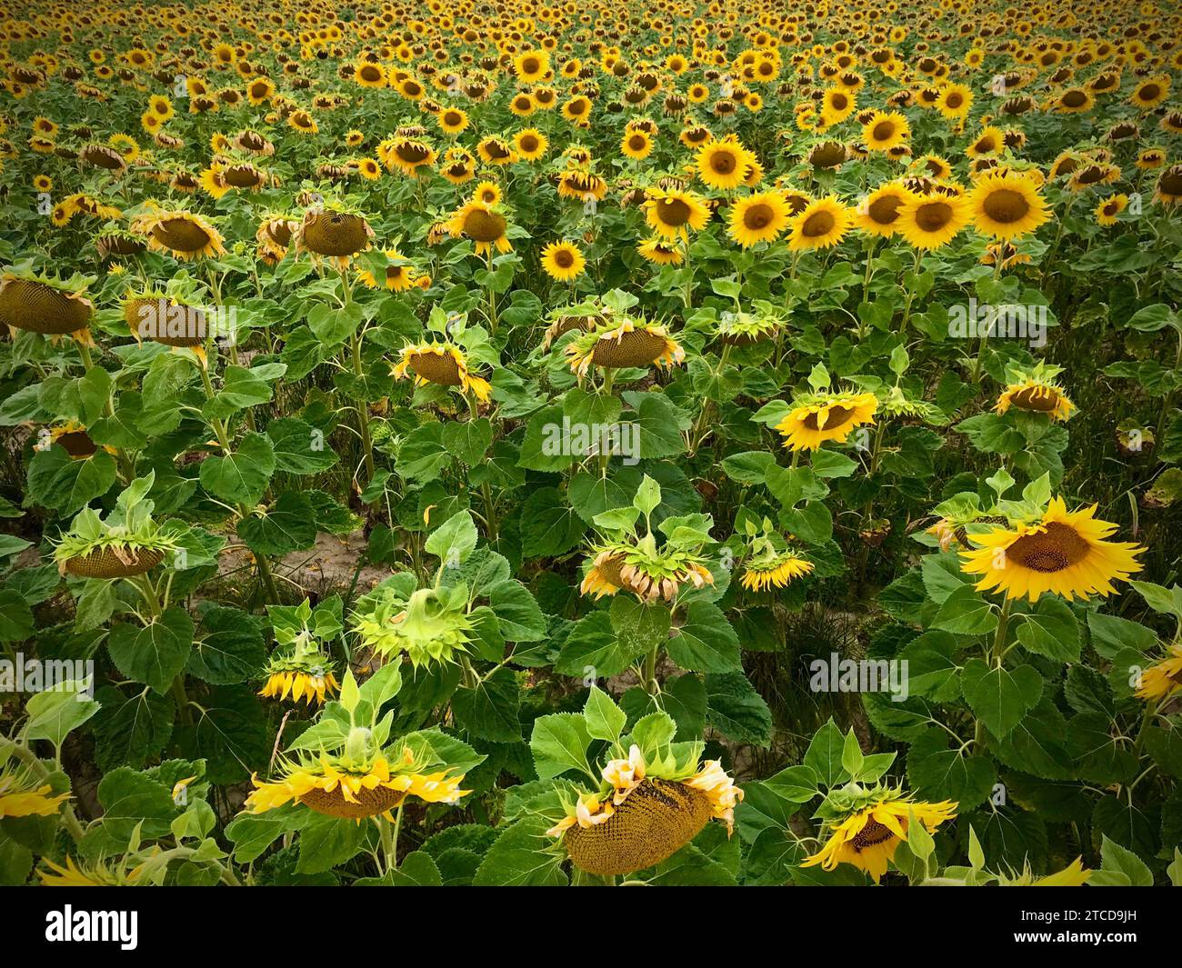 Direction facing sun hi-res stock photography and images - Alamy
