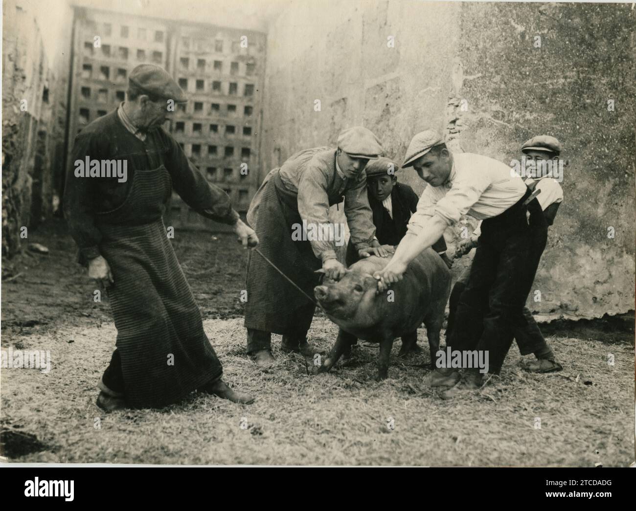 January 1930. The slaughter of the pig. In the image, the animal ...