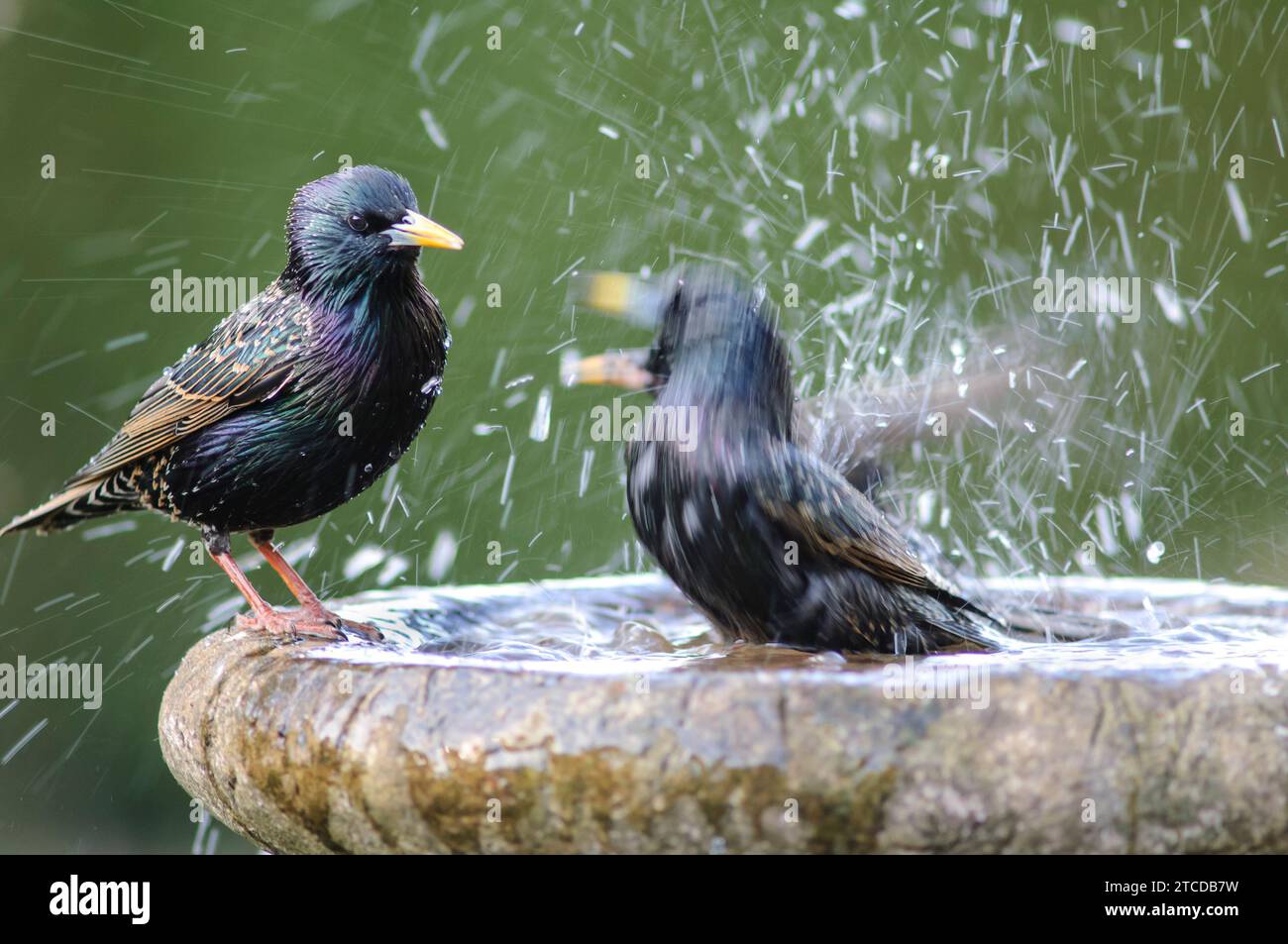 European starling Sturnus vulgaris, two birds bathing in bird bath with one onlooker, County ...
