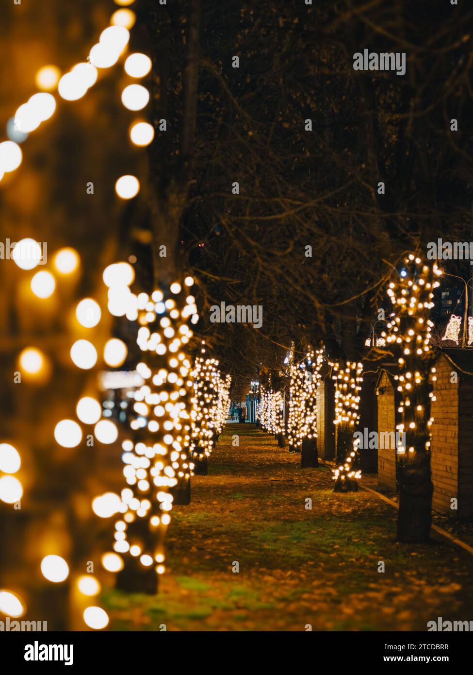 A nighttime view of a city street adorned with sparkling lights draped ...