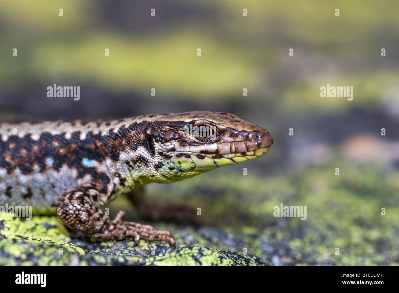 Female Iberian Rock Lizard (Iberolacerta monticola) standing on a rock ...