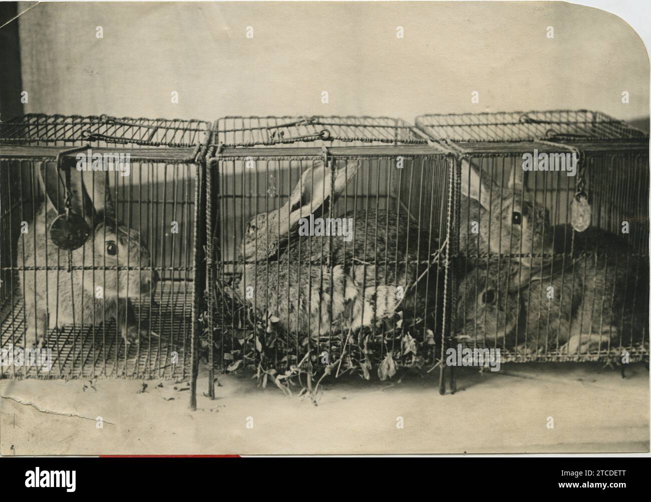 Rabbits in cages hi-res stock photography and images - Alamy