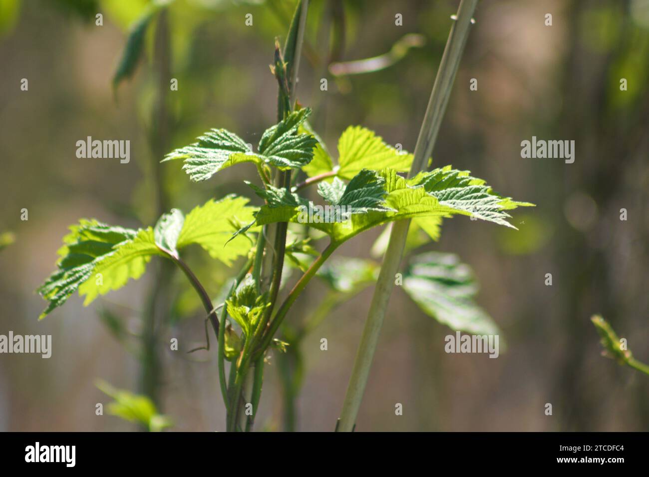 Sunlight beaming tree leaves close up hi-res stock photography and ...
