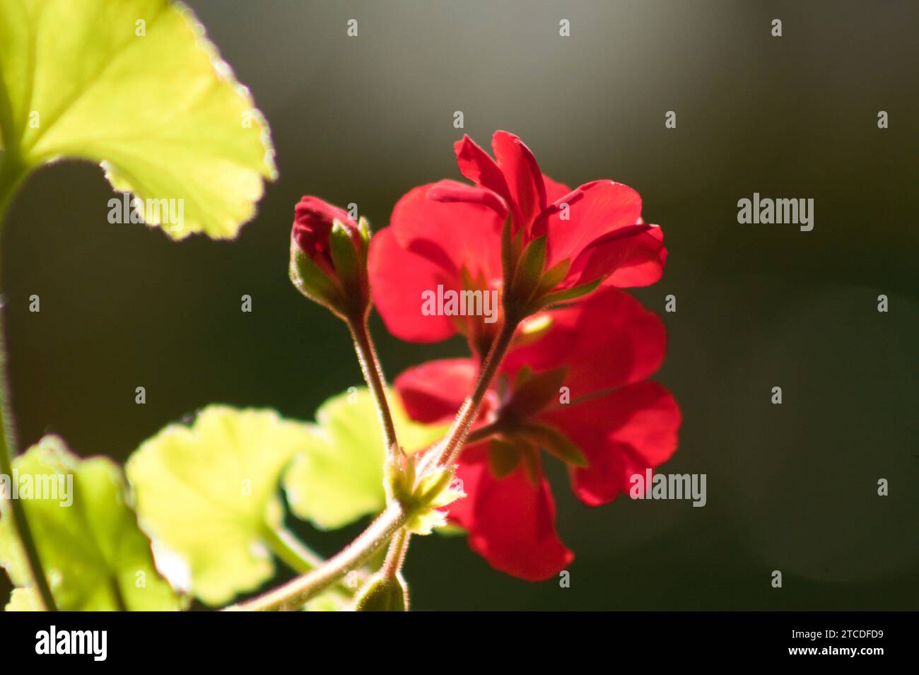 Close-up of red zonal geranium flower with dark blurred background ...