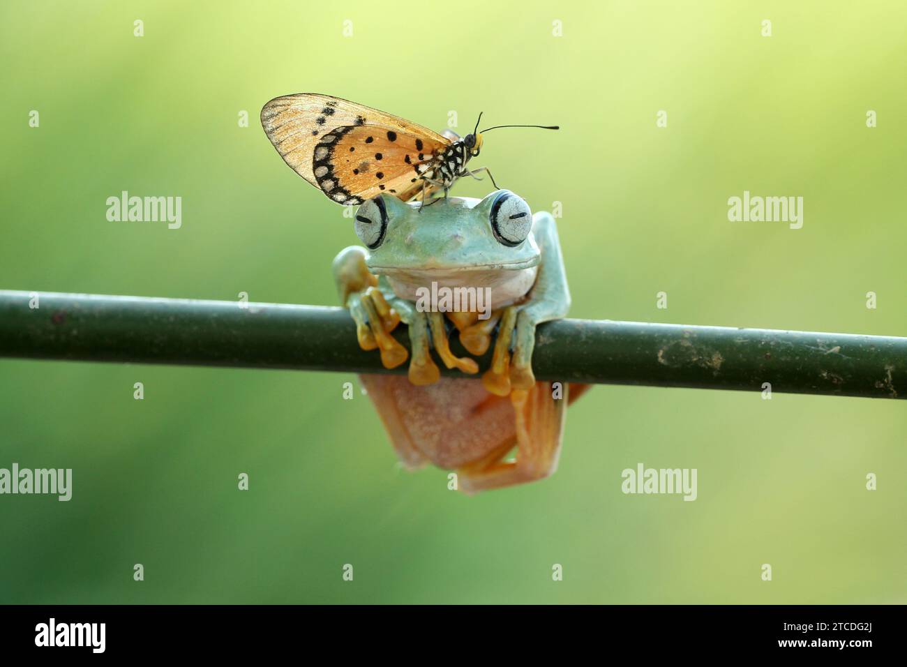 Cute frog and butterfly INDONESIA HILARIOUS images show a Tawny Coster ...