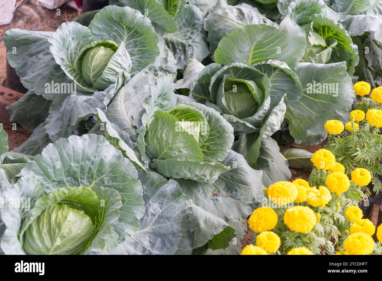 Big size of hybrid cabbage for plant Stock Photo - Alamy