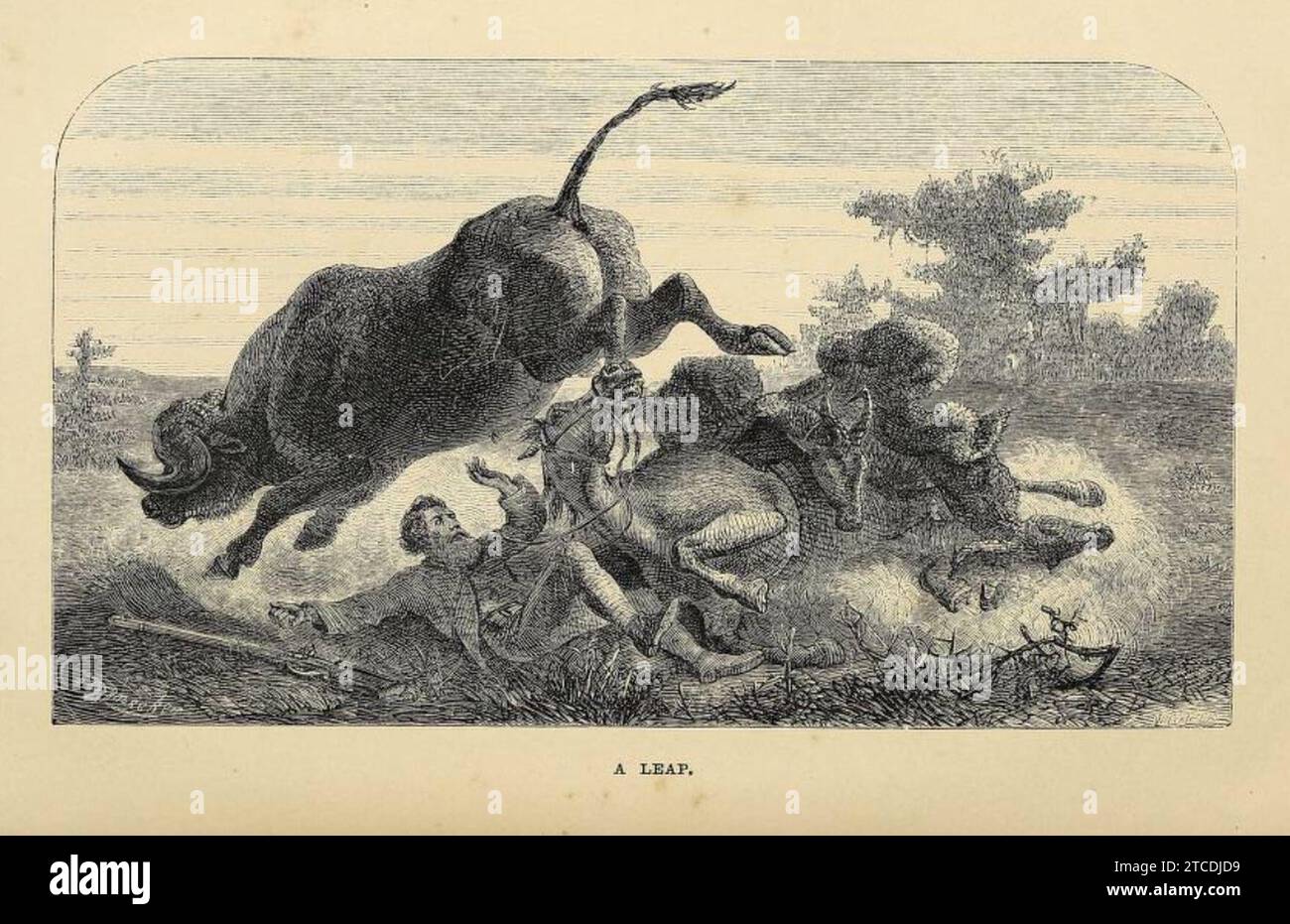 William Charles Baldwin, leapt by a buffalo Stock Photo - Alamy