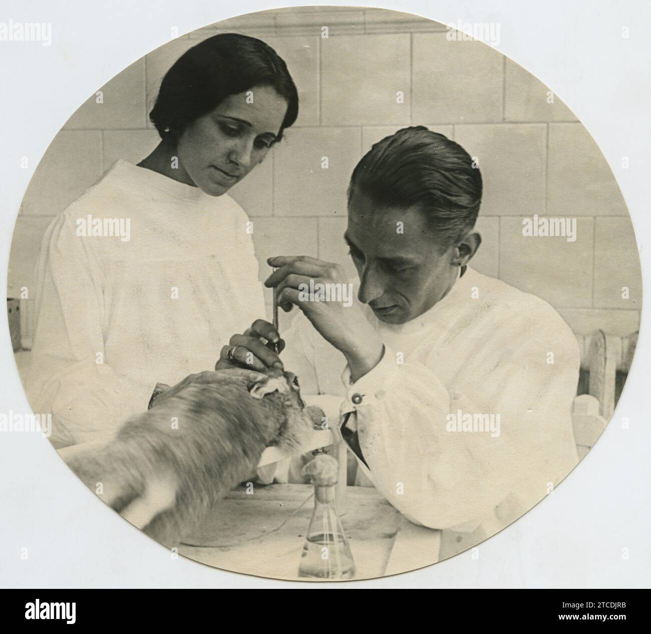 October 1929. Research against rabies. In the image, a young veterinary ...