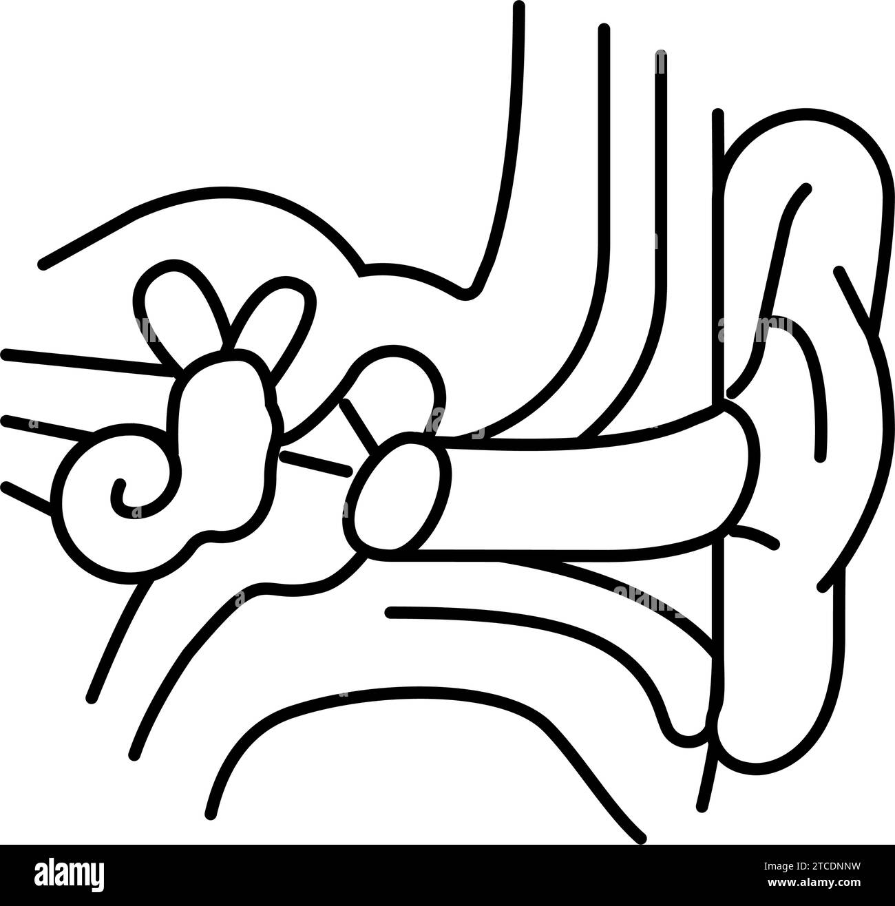 ear anatomy audiologist doctor line icon vector illustration Stock ...