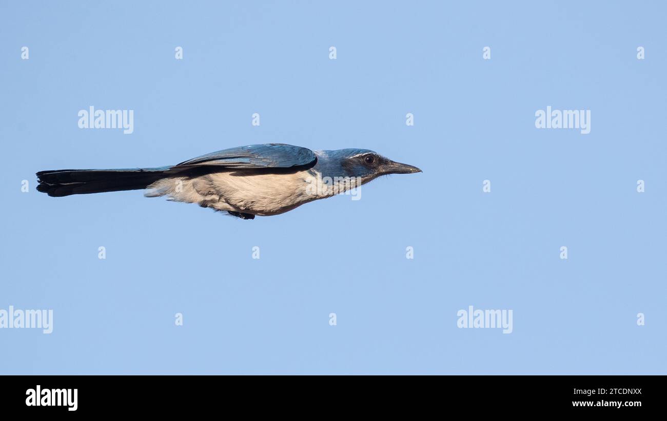 Island Scrub-Jay (Aphelocoma insularis), adult in flight, USA ...