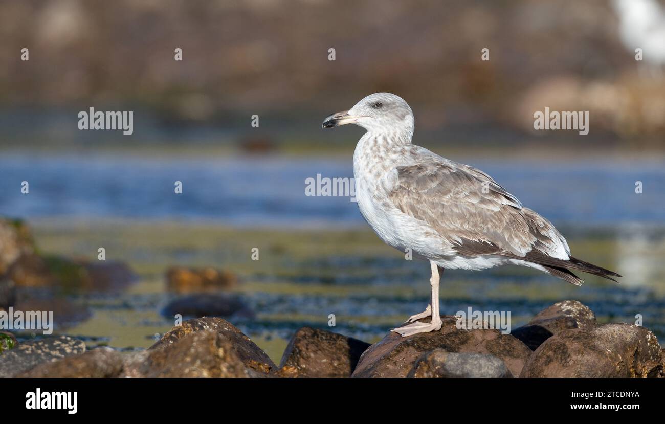 Yellow footed gull immature hi-res stock photography and images - Alamy