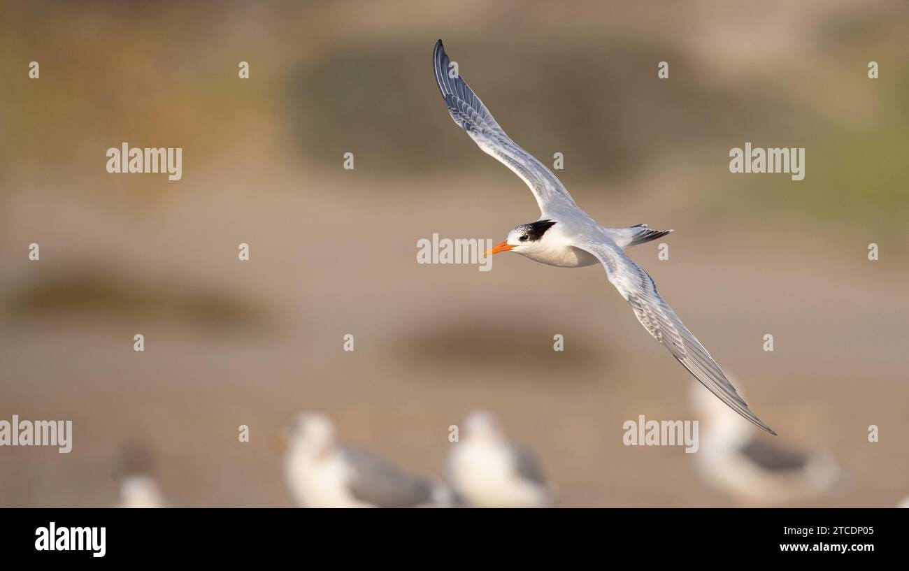 elegant tern (Thalasseus elegans, Sterna elegans), adult in flight, USA ...