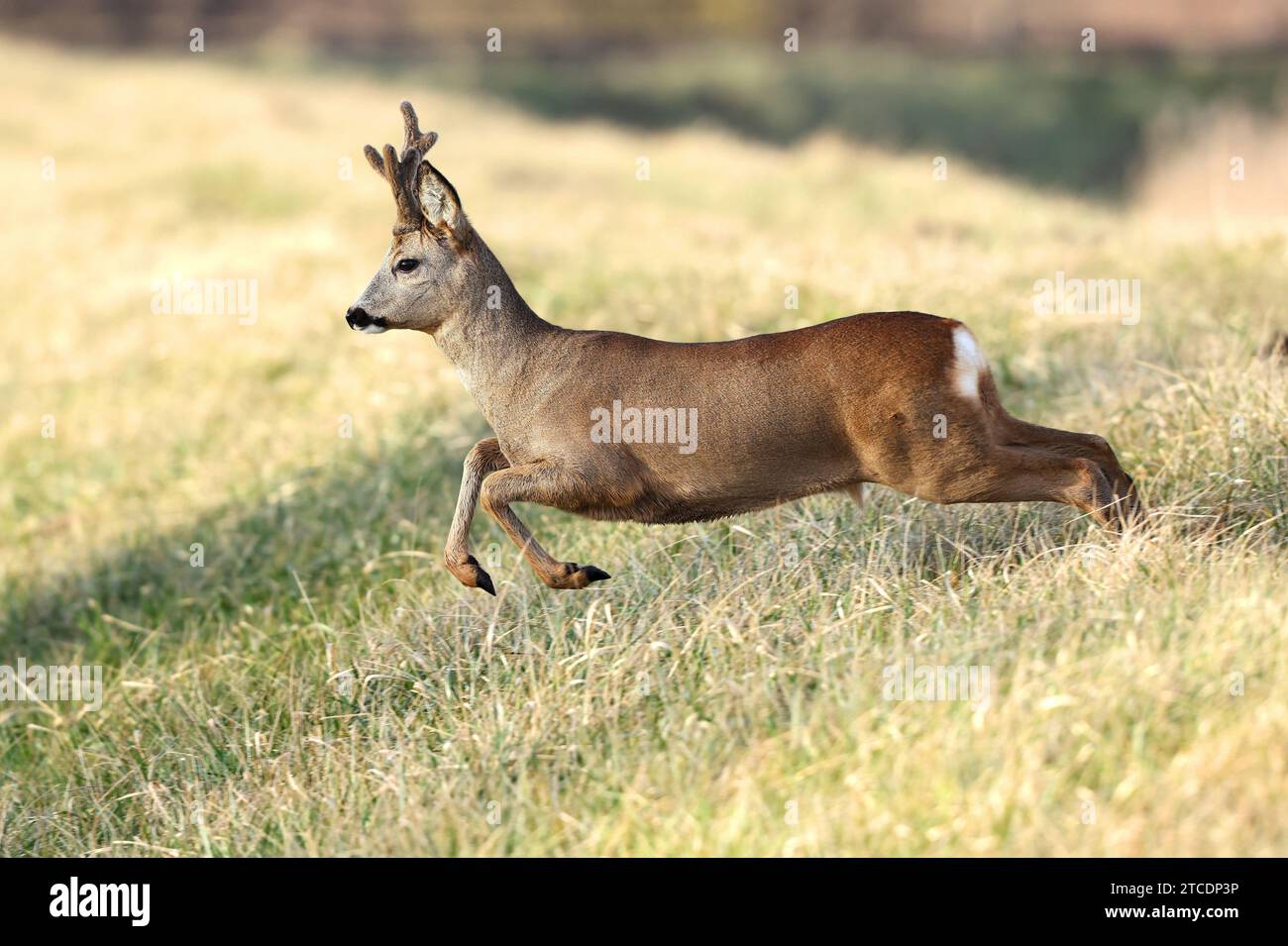 roe deer, roe, western roe deer, European roe (Capreolus capreolus ...
