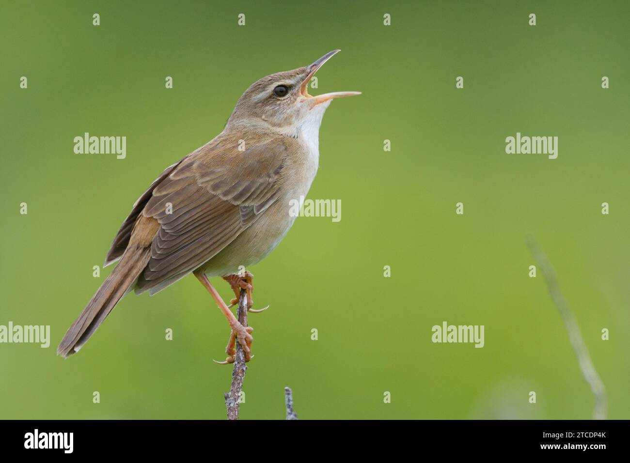 middendorff's grasshopper warbler (Locustella ochotensis, Helopsaltes ...