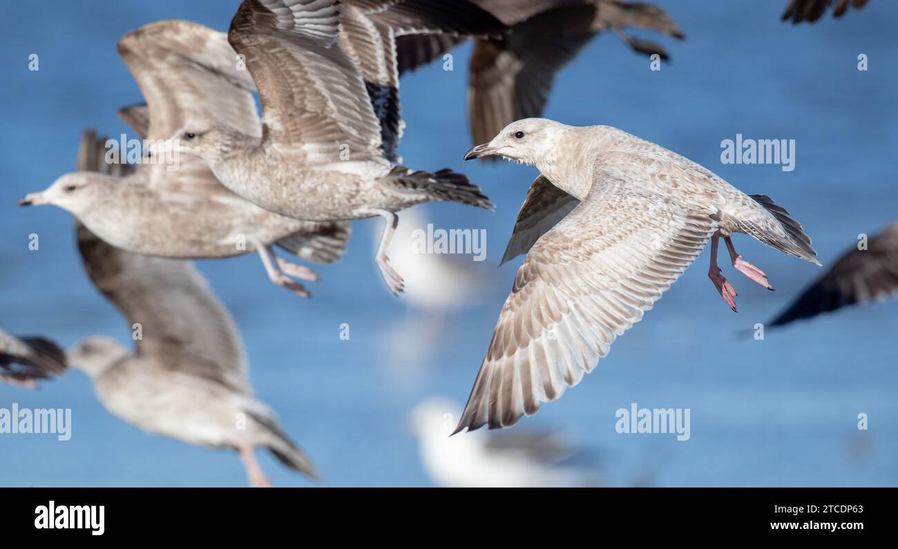 Thayer's gull (Larus thayeri), first winter in flight, USA Stock Photo ...