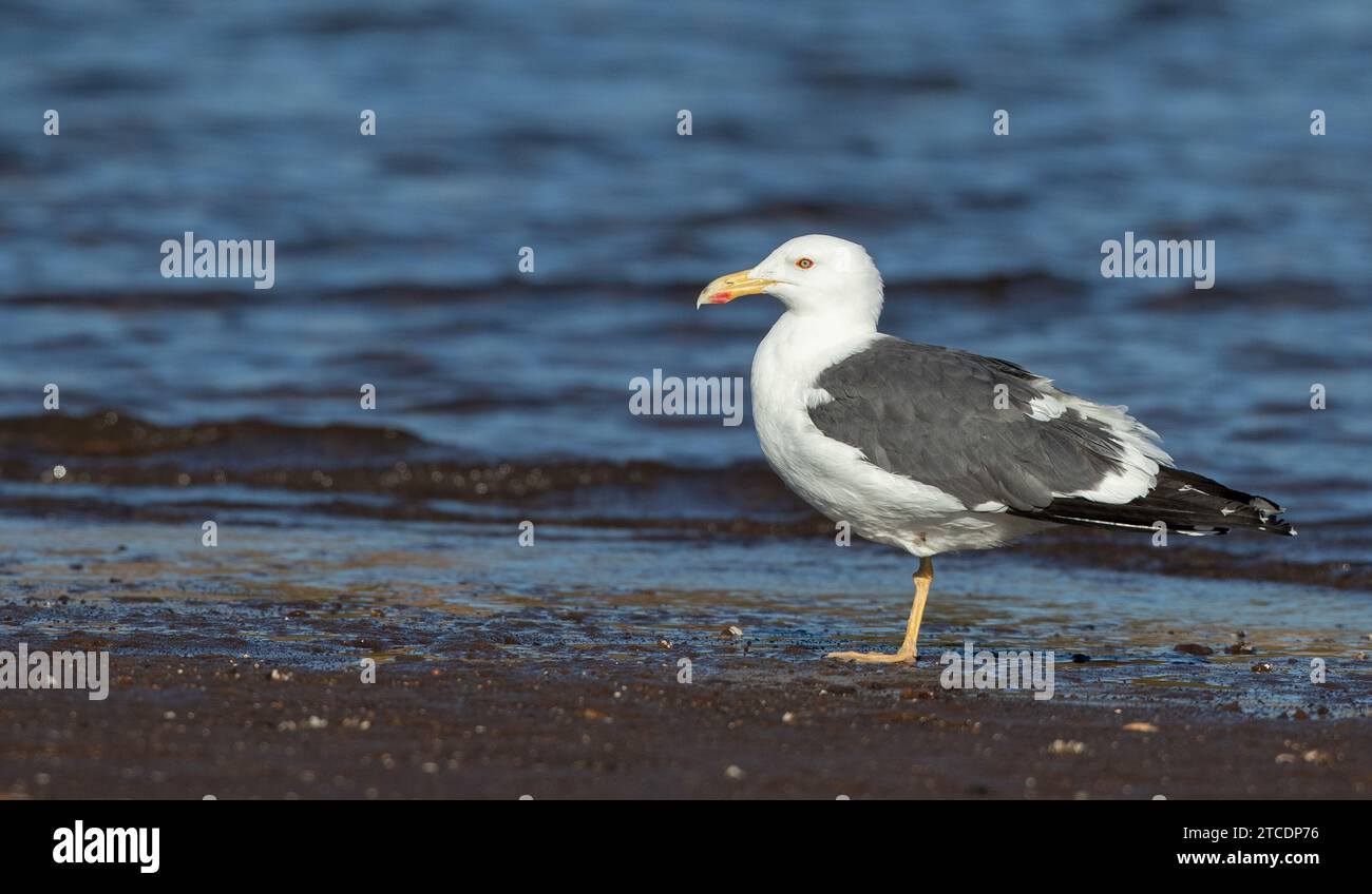 yellow-footed gull (Larus livens), adult perched near water, USA Stock ...