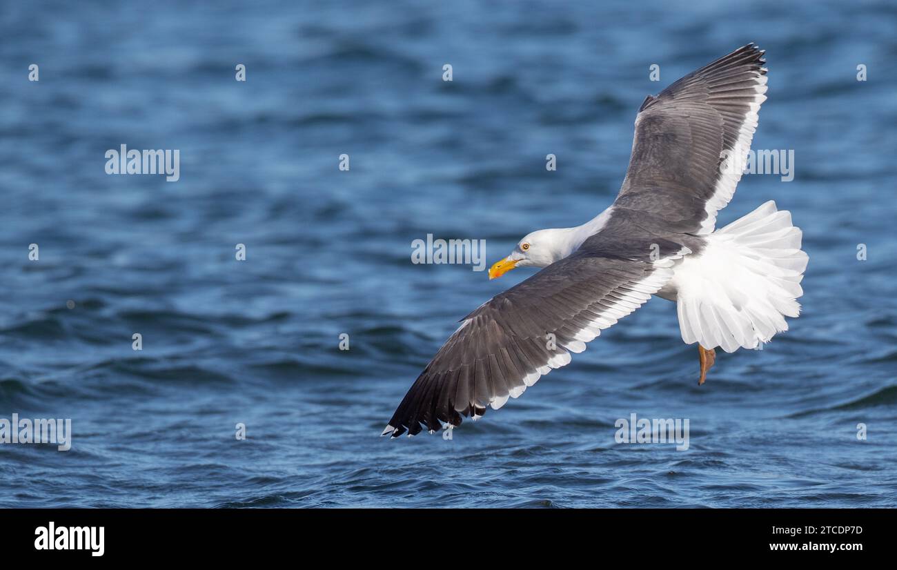yellow-footed gull (Larus livens), adult flying, USA Stock Photo - Alamy