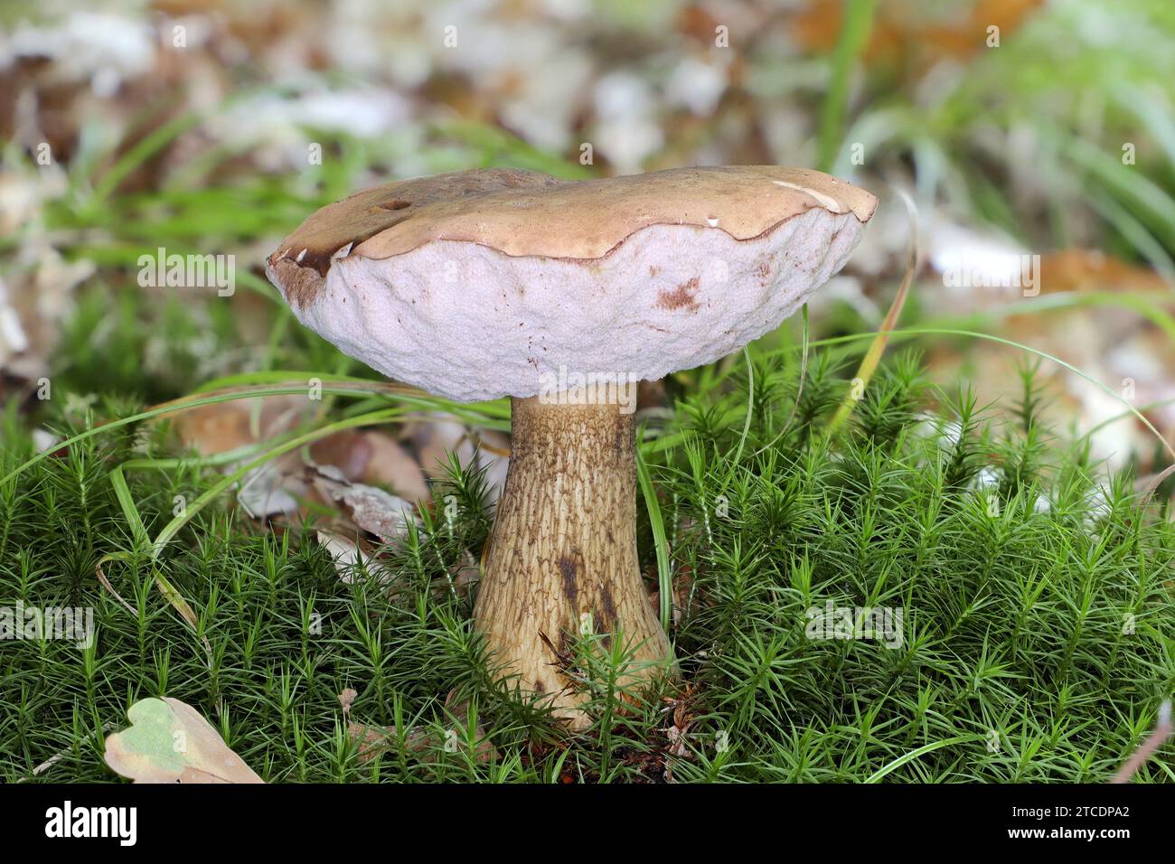bitter bolete, bitter tylopilus (Tylopilus felleus), fruiting body on ...