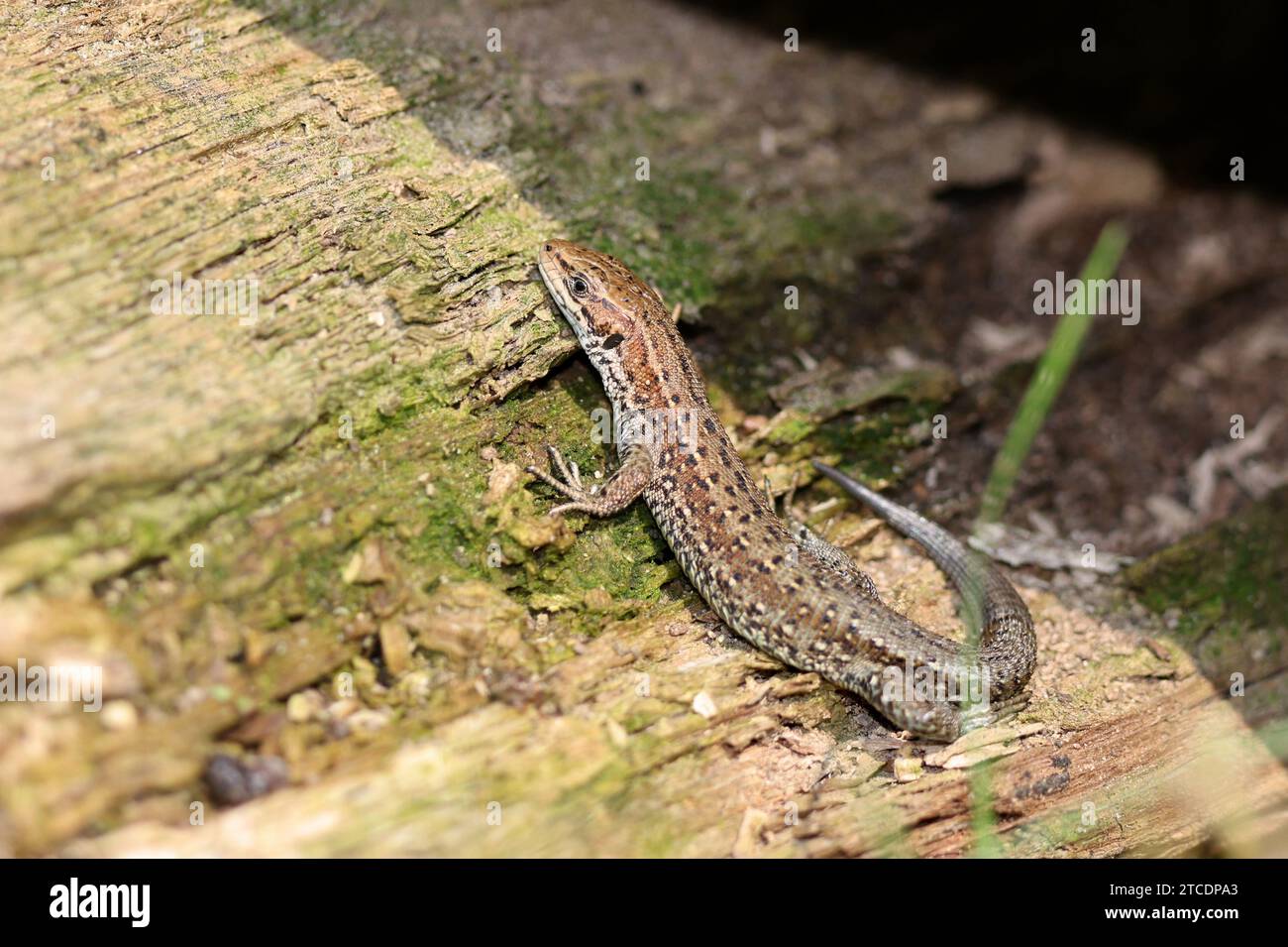 Lizard regenerated tail hi-res stock photography and images - Alamy