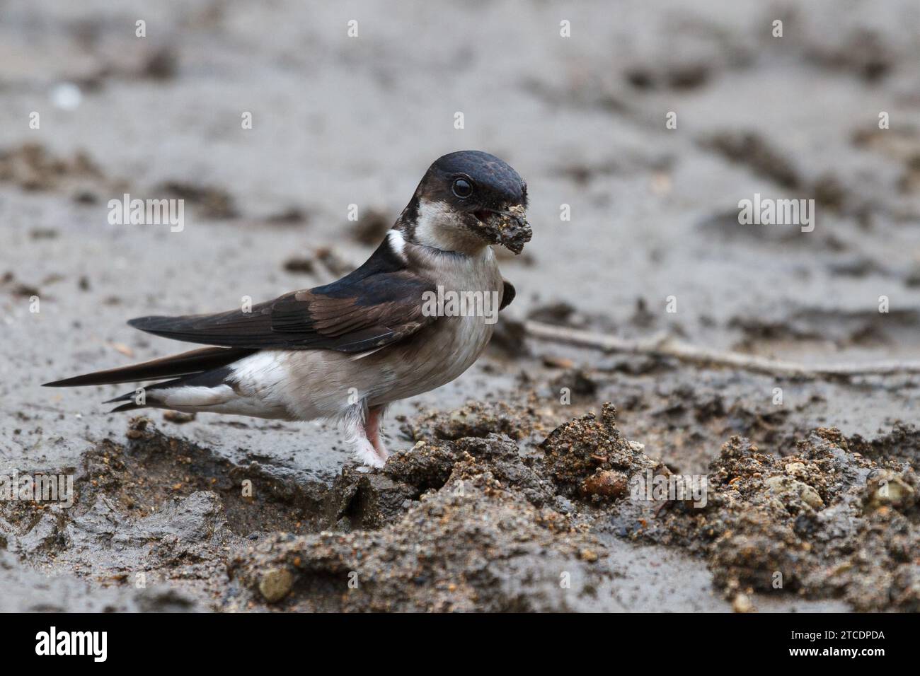 Asian house martin (Delichon dasypus), collecting muddy nesting ...