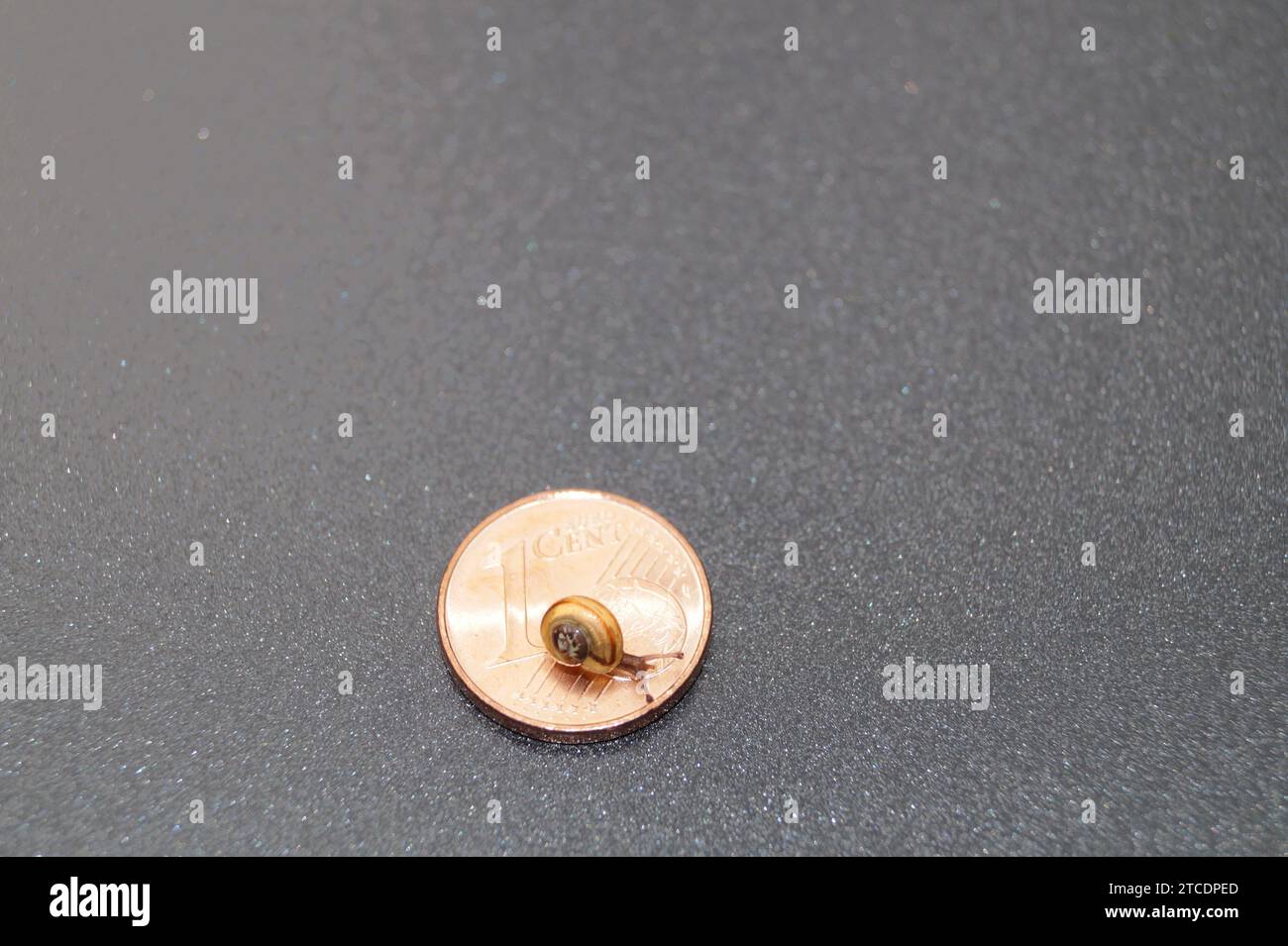 Snail coin hi-res stock photography and images - Alamy