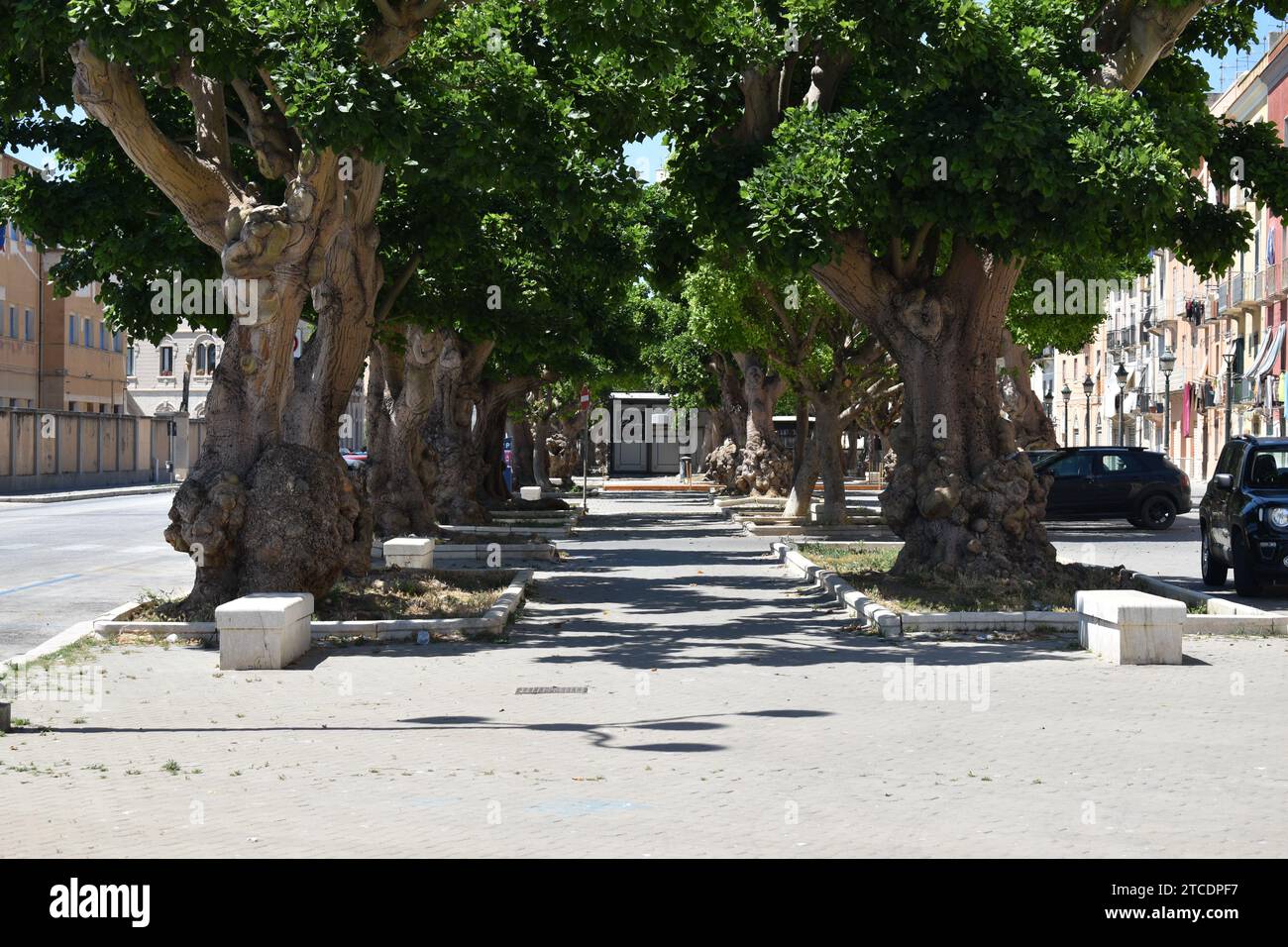 Sidewalk of the Via Duca d'Aosta with two rows of trees with large ...