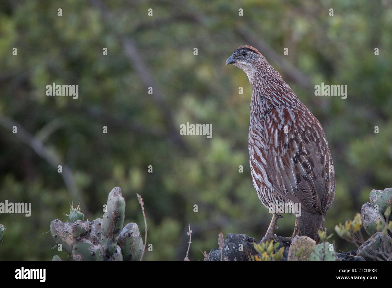 Erckels francolins hi-res stock photography and images - Alamy