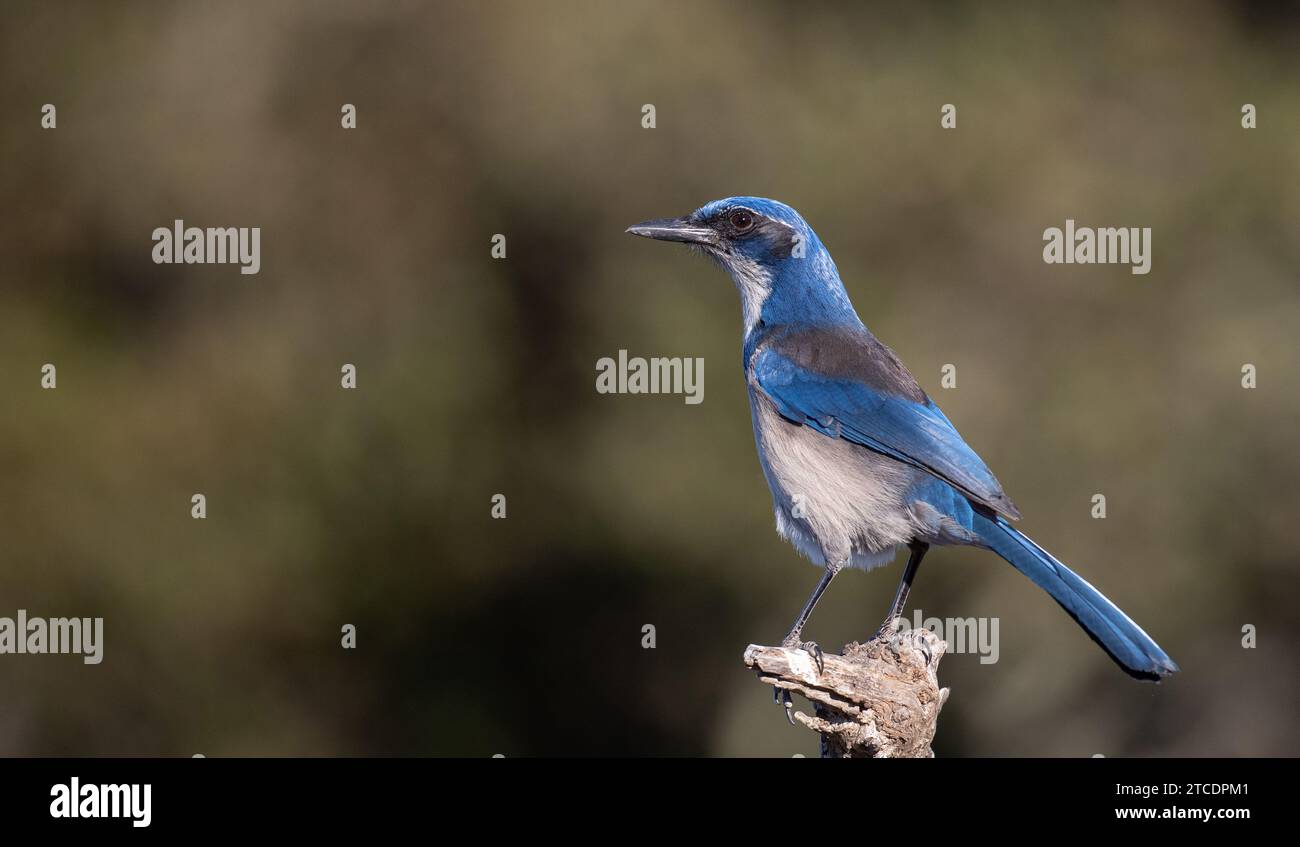 Island Scrub-Jay (Aphelocoma insularis), sitting on a branch, USA ...