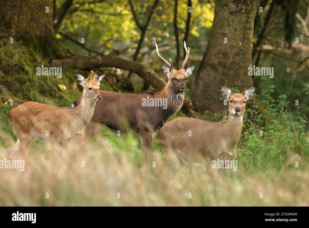 Sika forest hi-res stock photography and images - Alamy
