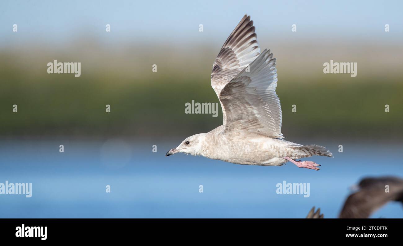 Thayer's gull (Larus thayeri), first winter in flight, USA Stock Photo ...