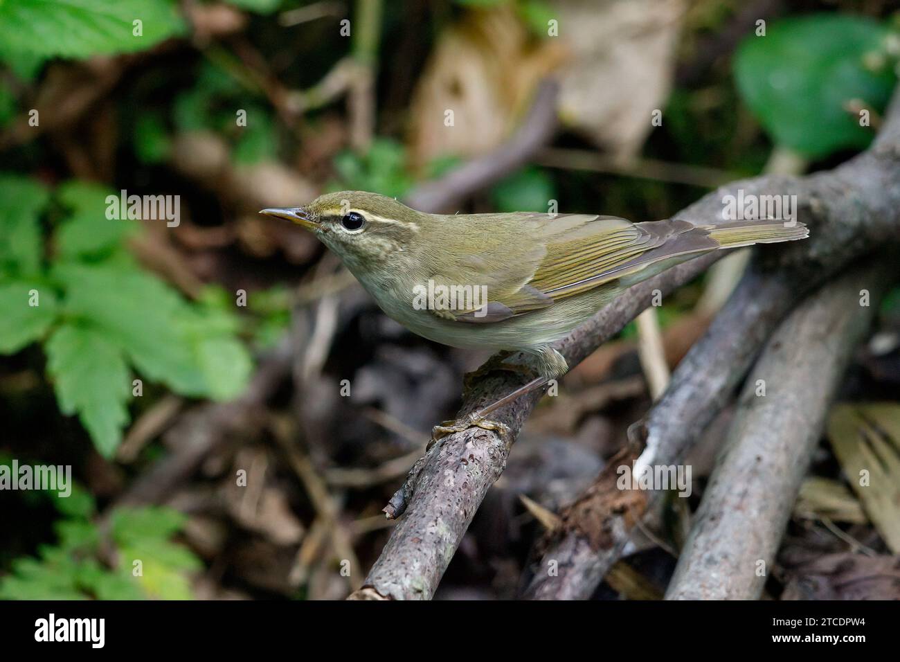 Kamchatka Leaf Warbler (Phylloscopus examinandus, Seicercus examinandus ...