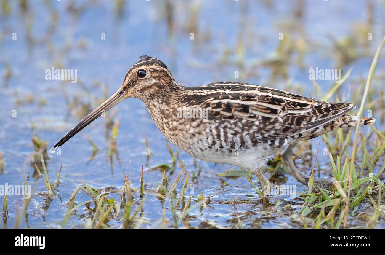 Wilson's snipe (Gallinago delicata), perched in a marsh, USA Stock ...