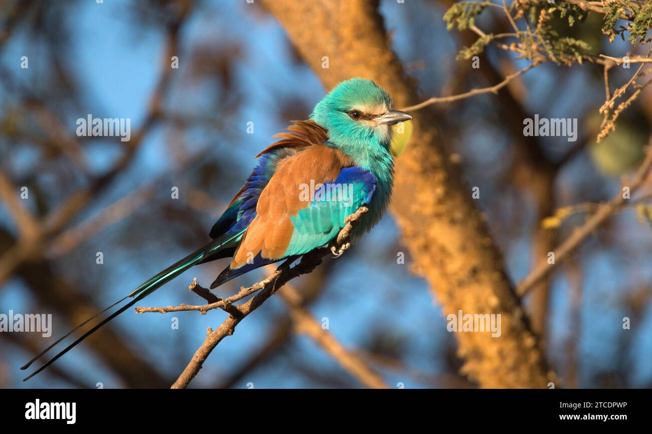 Abyssinian roller, Lilac-breasted roller (Coracias abyssinica, Coracias ...