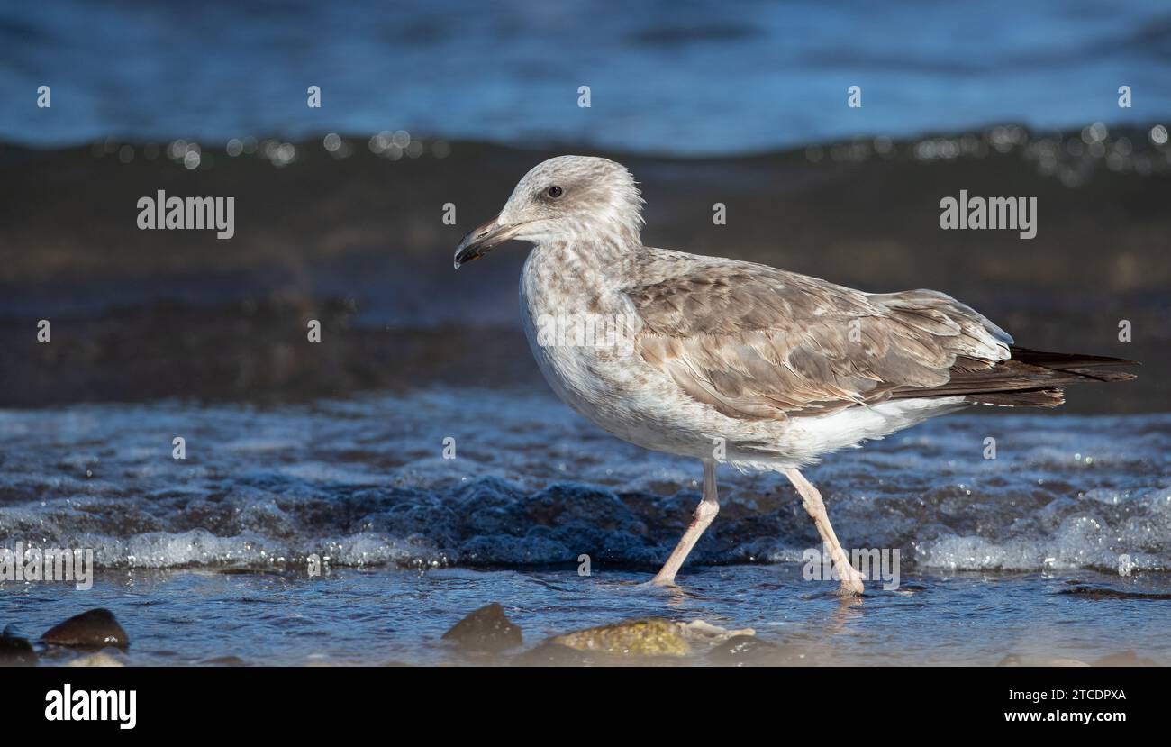 Yellow footed gull immature hi-res stock photography and images - Alamy