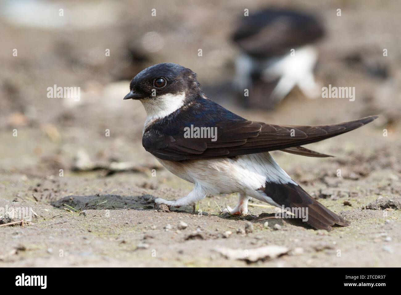 Asian house martin (Delichon dasypus), sitting on the ground, Japan ...