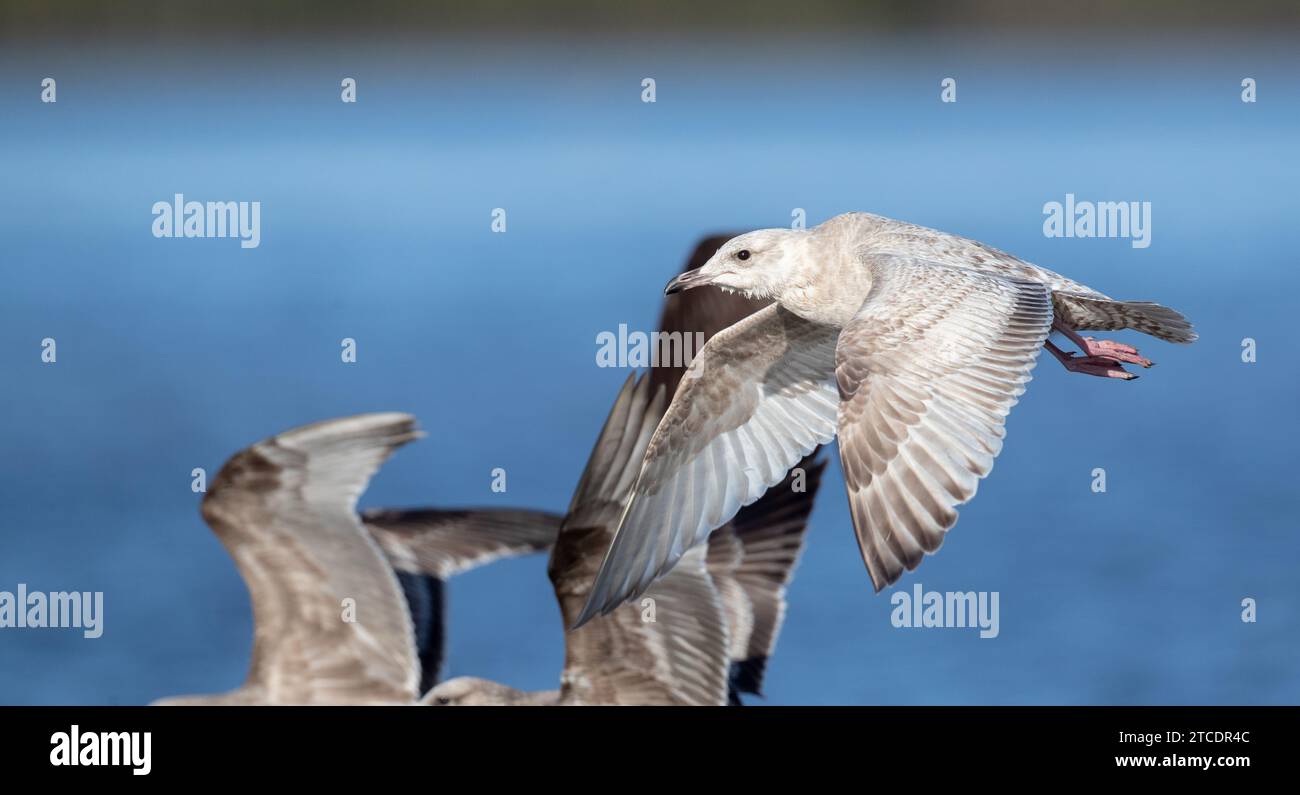 Thayer's gull (Larus thayeri), first winter in flight, USA Stock Photo ...