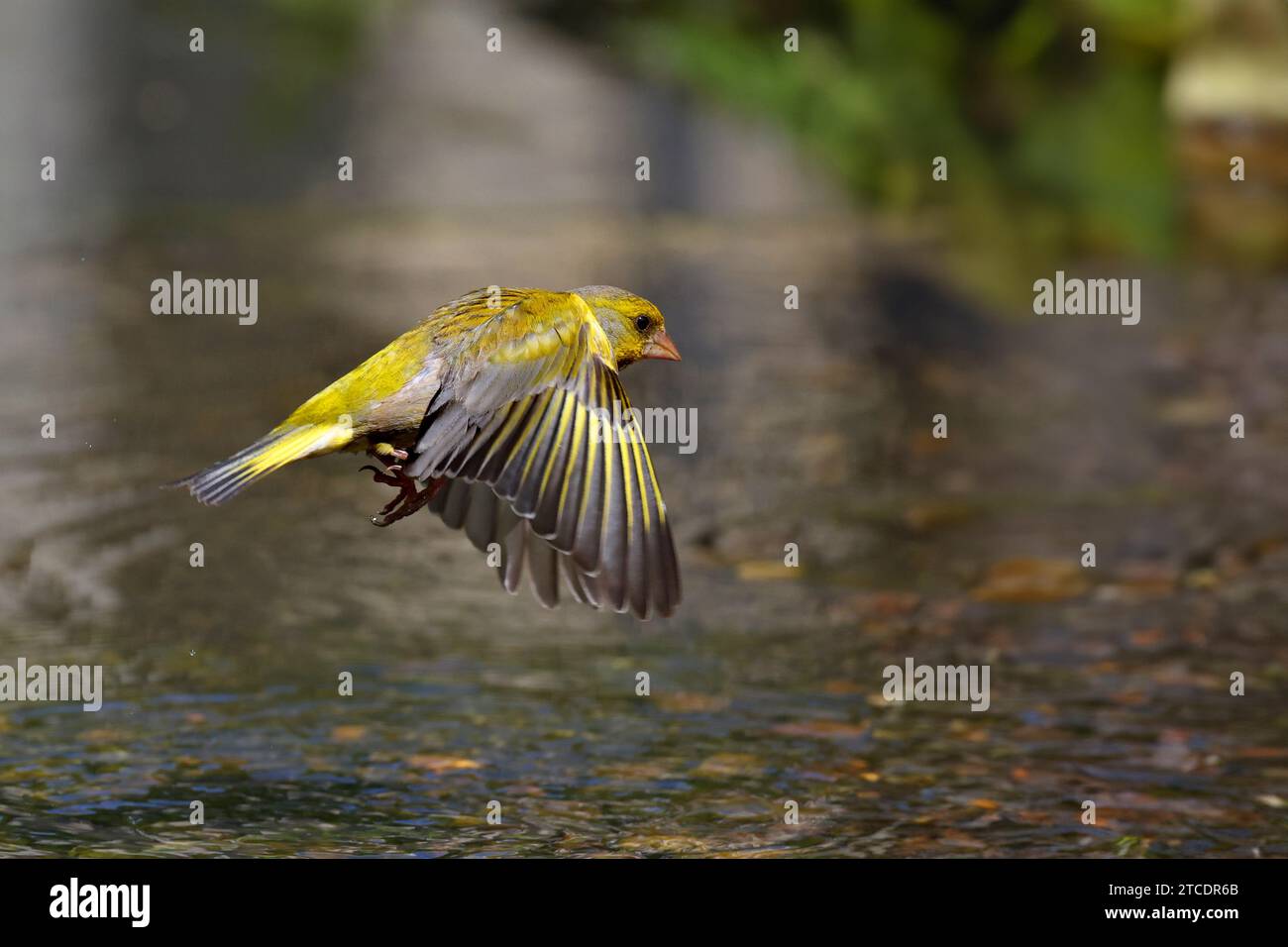 western greenfinch (Carduelis chloris, Chloris chloris), male landing ...