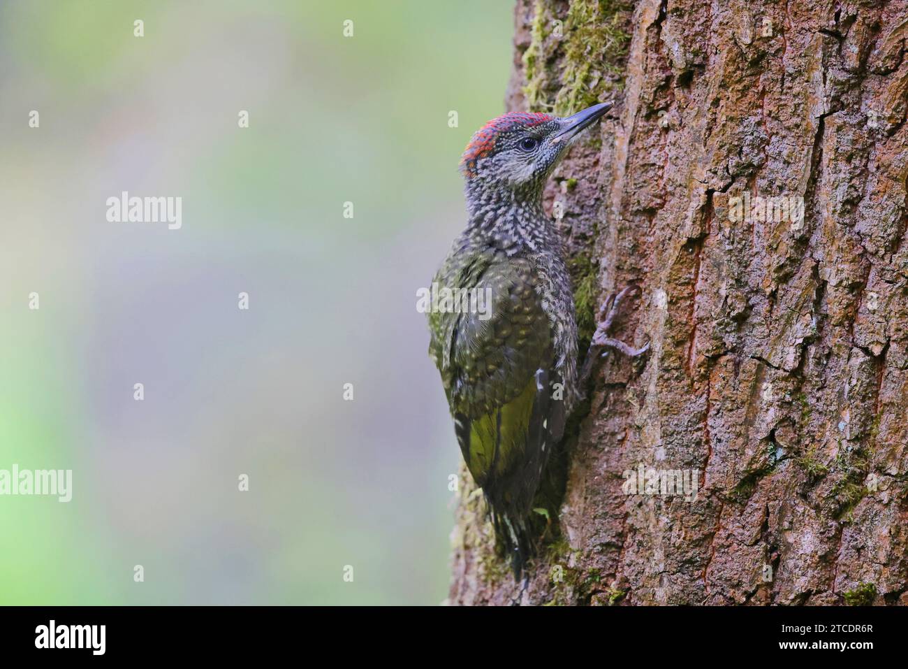 Woodpecker bird side view hi-res stock photography and images - Alamy