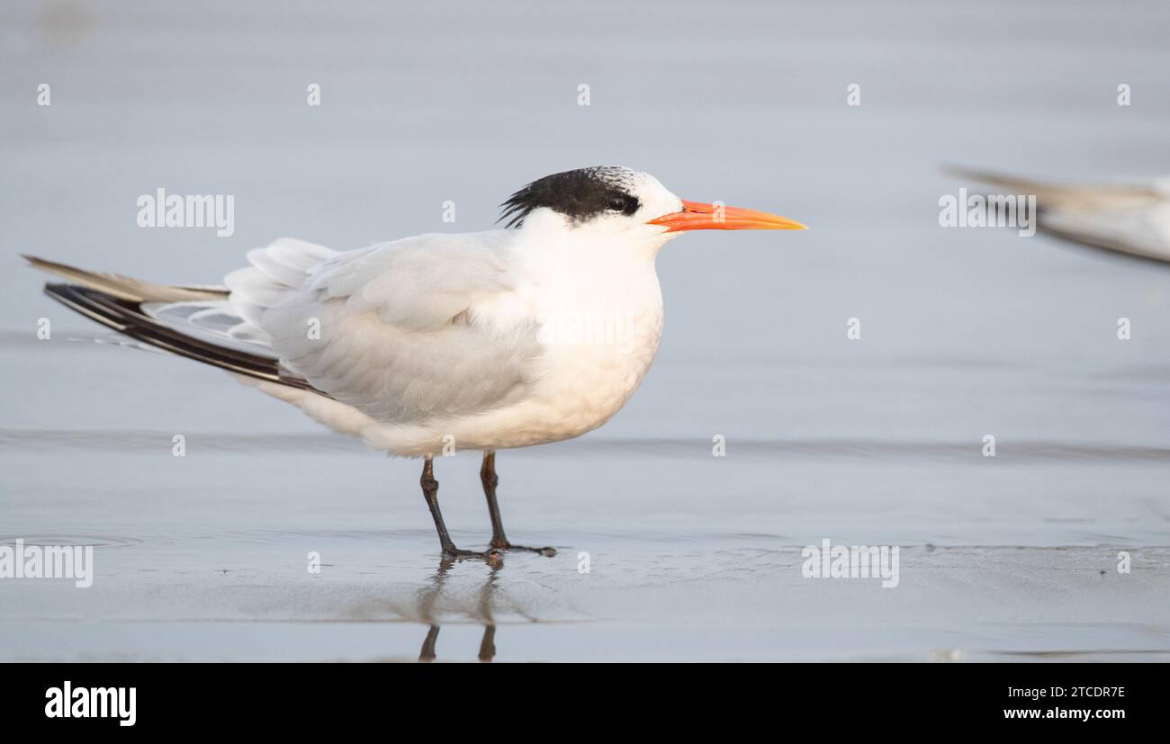 elegant tern (Thalasseus elegans, Sterna elegans), adult perched on ...