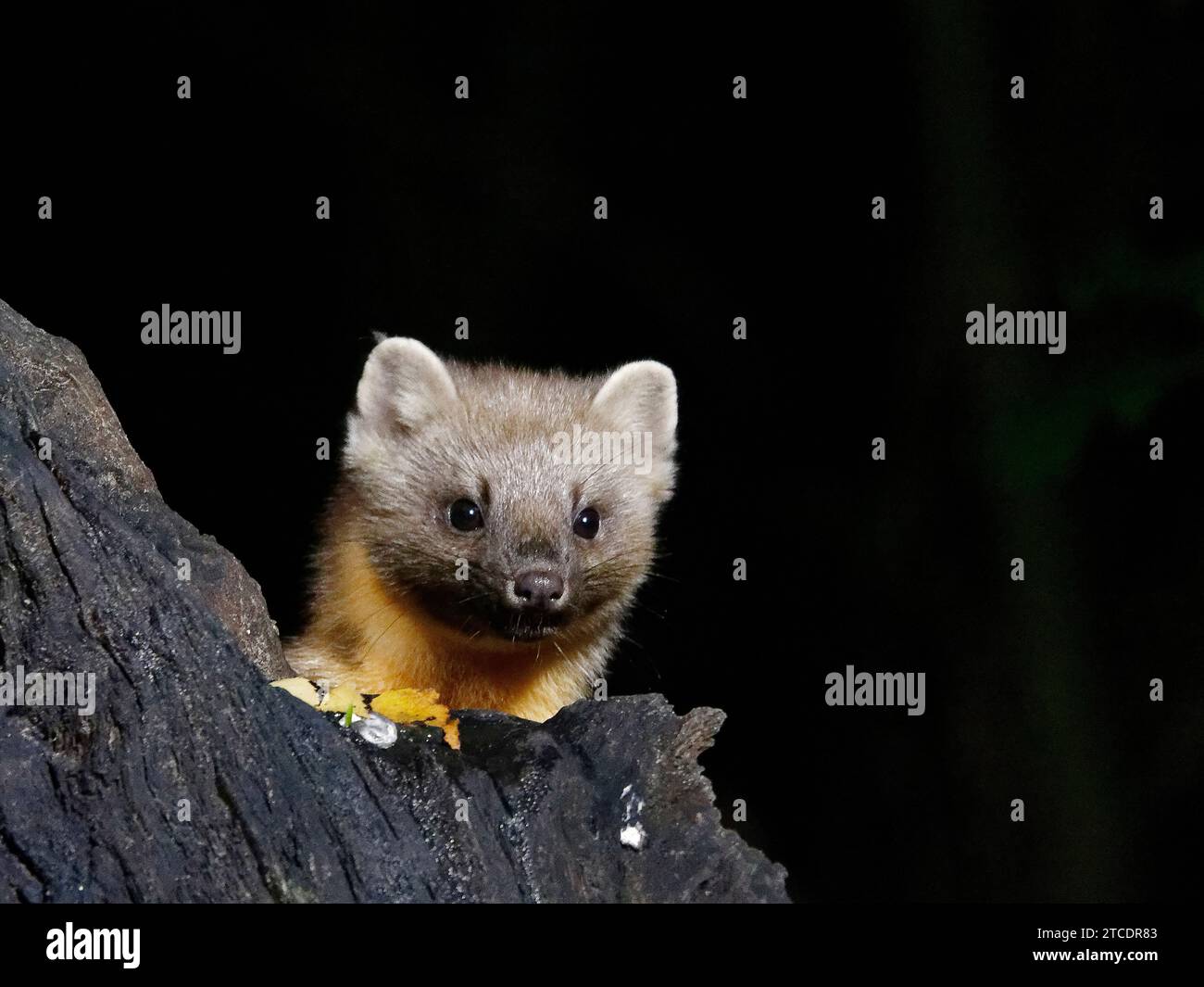 European pine marten (Martes martes), portrait, front view, Netherlands ...