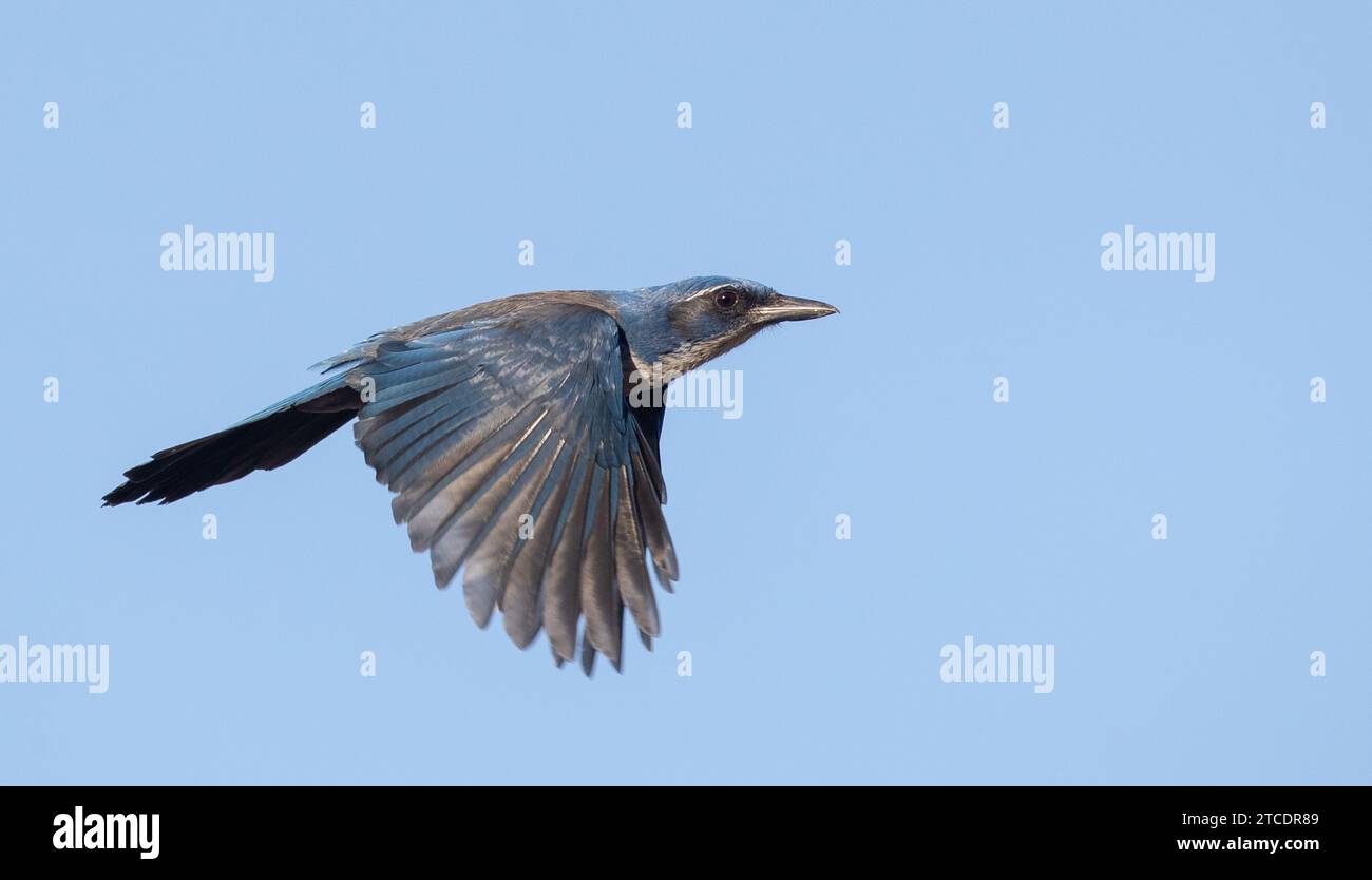 Island Scrub-Jay (Aphelocoma insularis), adult in flight, USA ...