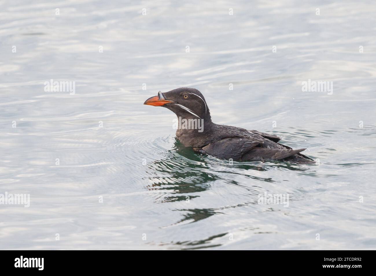 rhinoceros auklet (Cerorhinca monocerata), swimming, Japan, Hokkaido ...