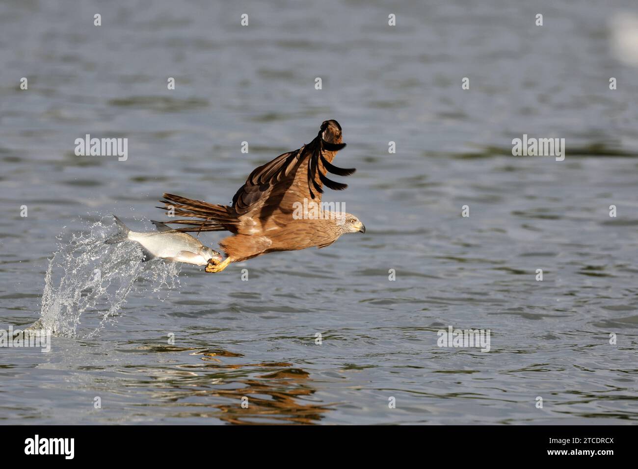 Black kite, Yellow-billed kite (Milvus migrans), catching a fish in ...