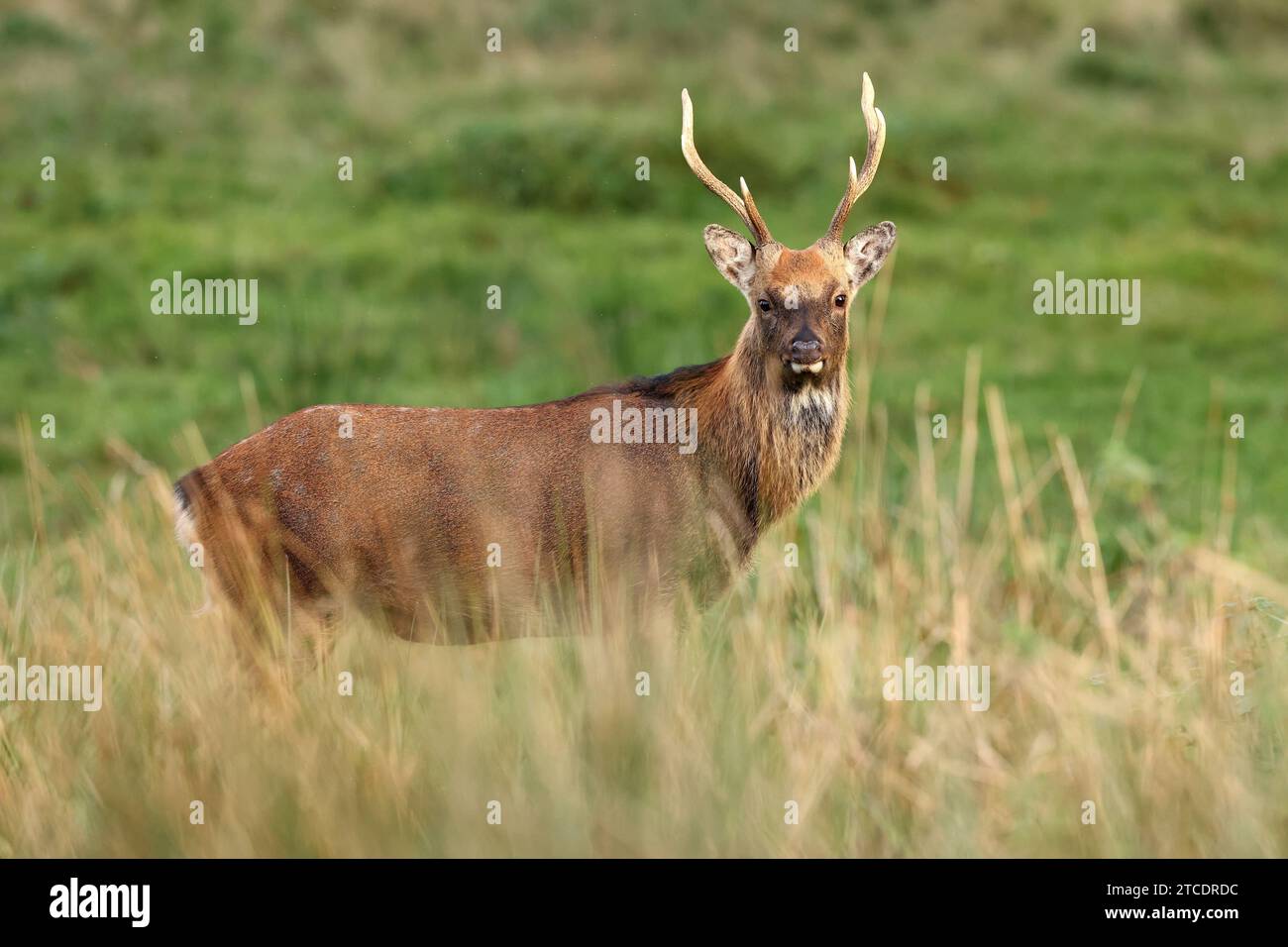 Sika deer, Tame sika deer, Tame deer (Cervus nippon), stag standing on ...
