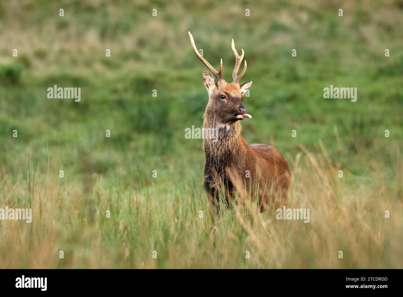 Sika deer, Tame sika deer, Tame deer (Cervus nippon), stag stands on ...